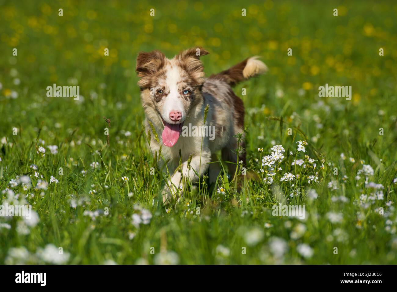 Border collie puppy in a spring meadow Stock Photo - Alamy