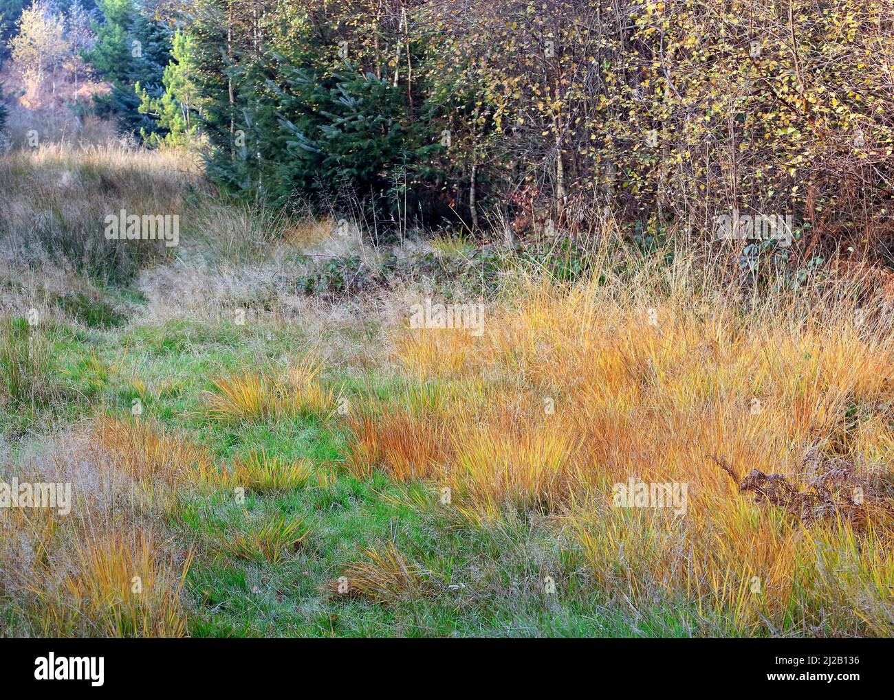 Autumn deciduous woodland clearing with beautiful wild grass in the ...