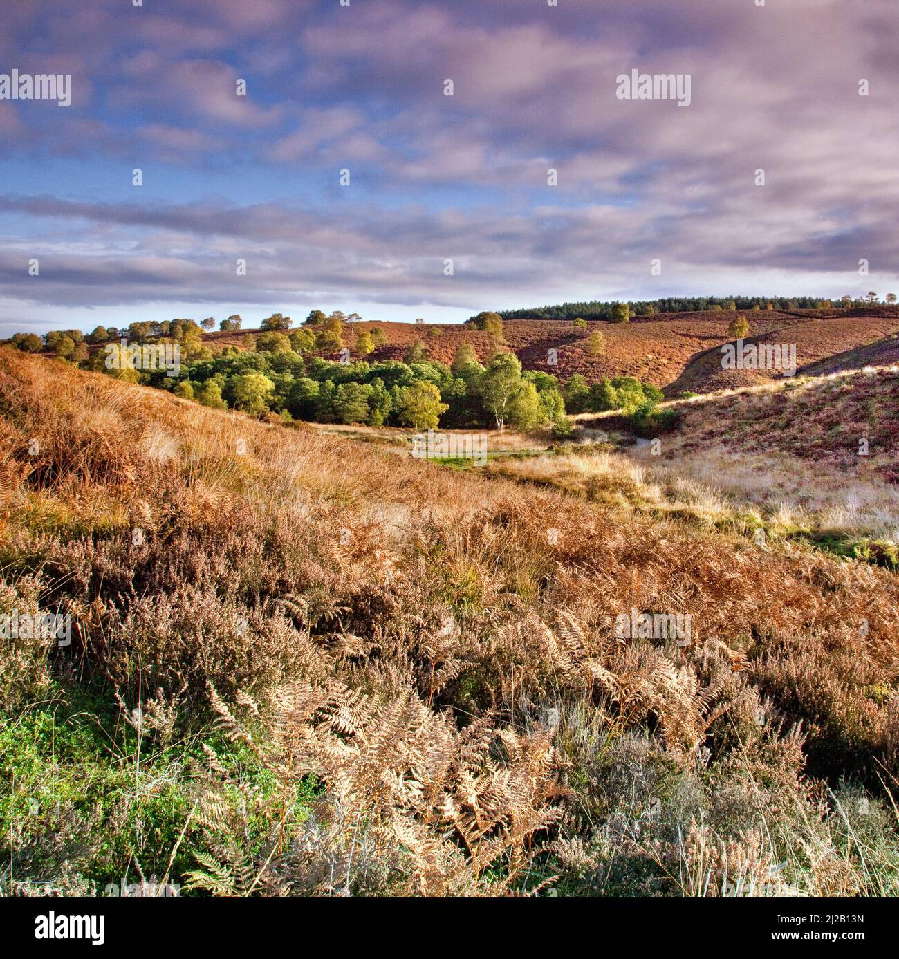 Heathland and Hills in Autumn above Sherbrook Valley Cannock Chase ...
