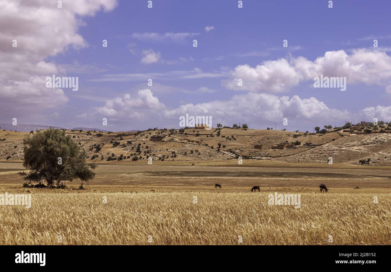 Agricultural landscape in Morocco, North Africa. Fields, donkeys, olive ...