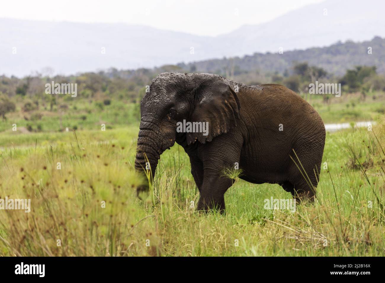 Old Elephant bull coming from his cooling dip in Lake Akagera, Akagera ...