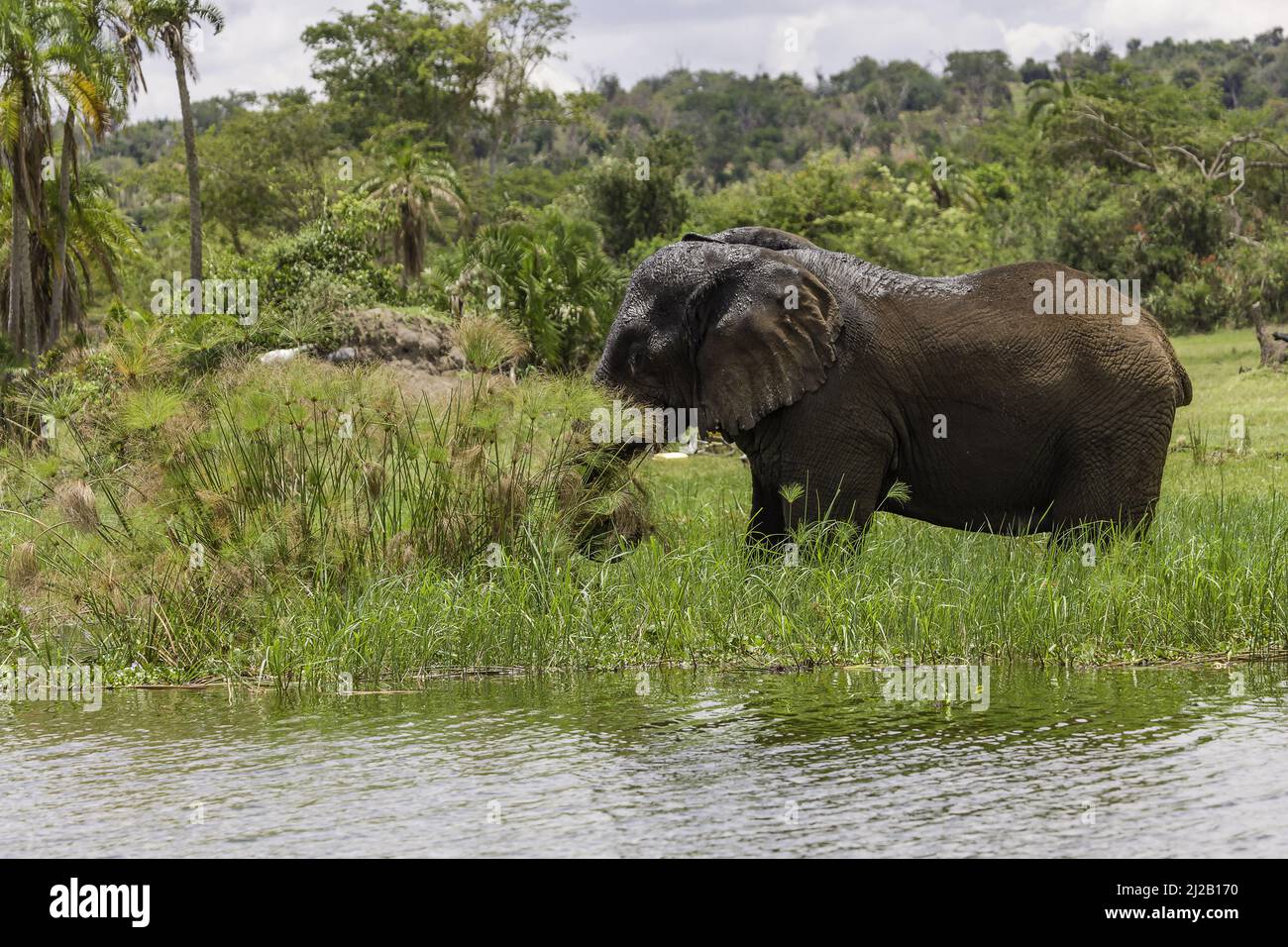 Old Elephant Bull munching shoreline grass at Lake Akagera aka Lake ...