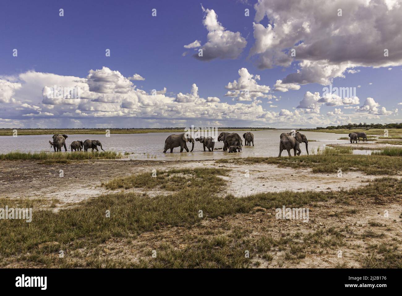 Elephant pool in Etosha National Park, Namibia. Herd of elephants ...