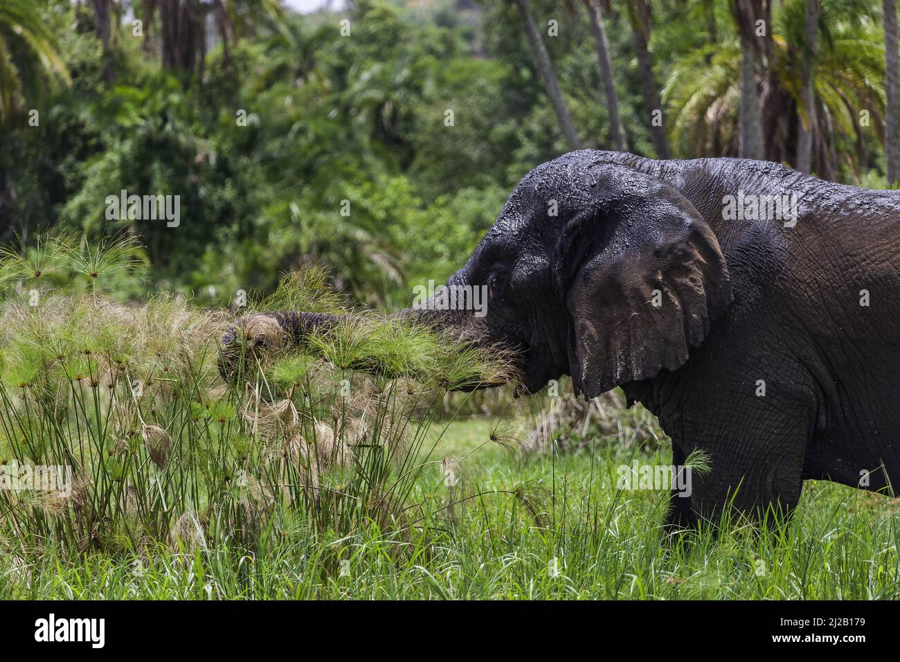 Old Elephant Bull munching shoreline grass at Lake Akagera aka Lake ...