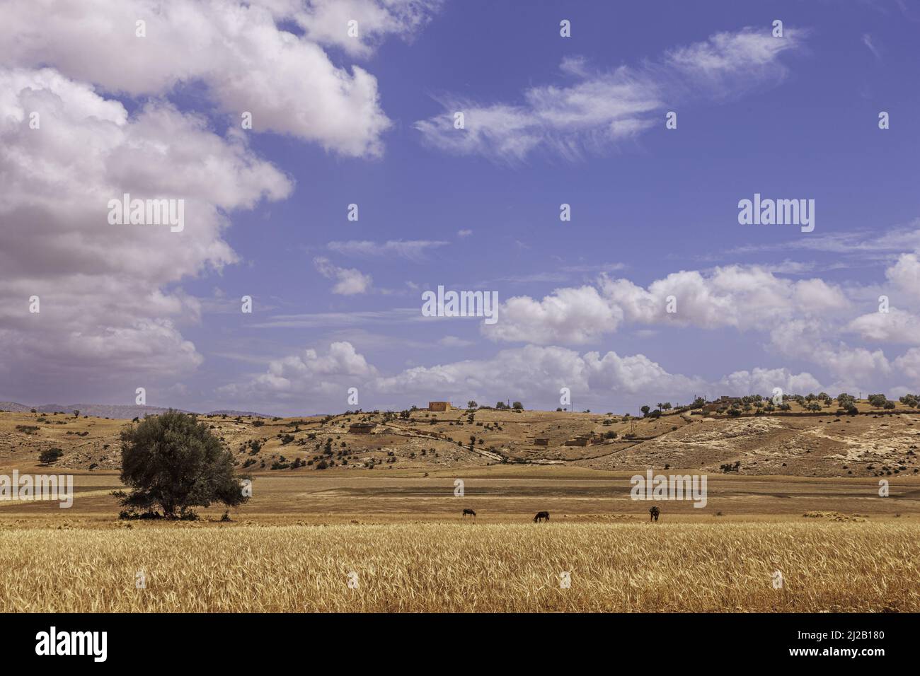 Dry farming landscape in Morocco, North Africa. Donkeys, wheat, hills ...