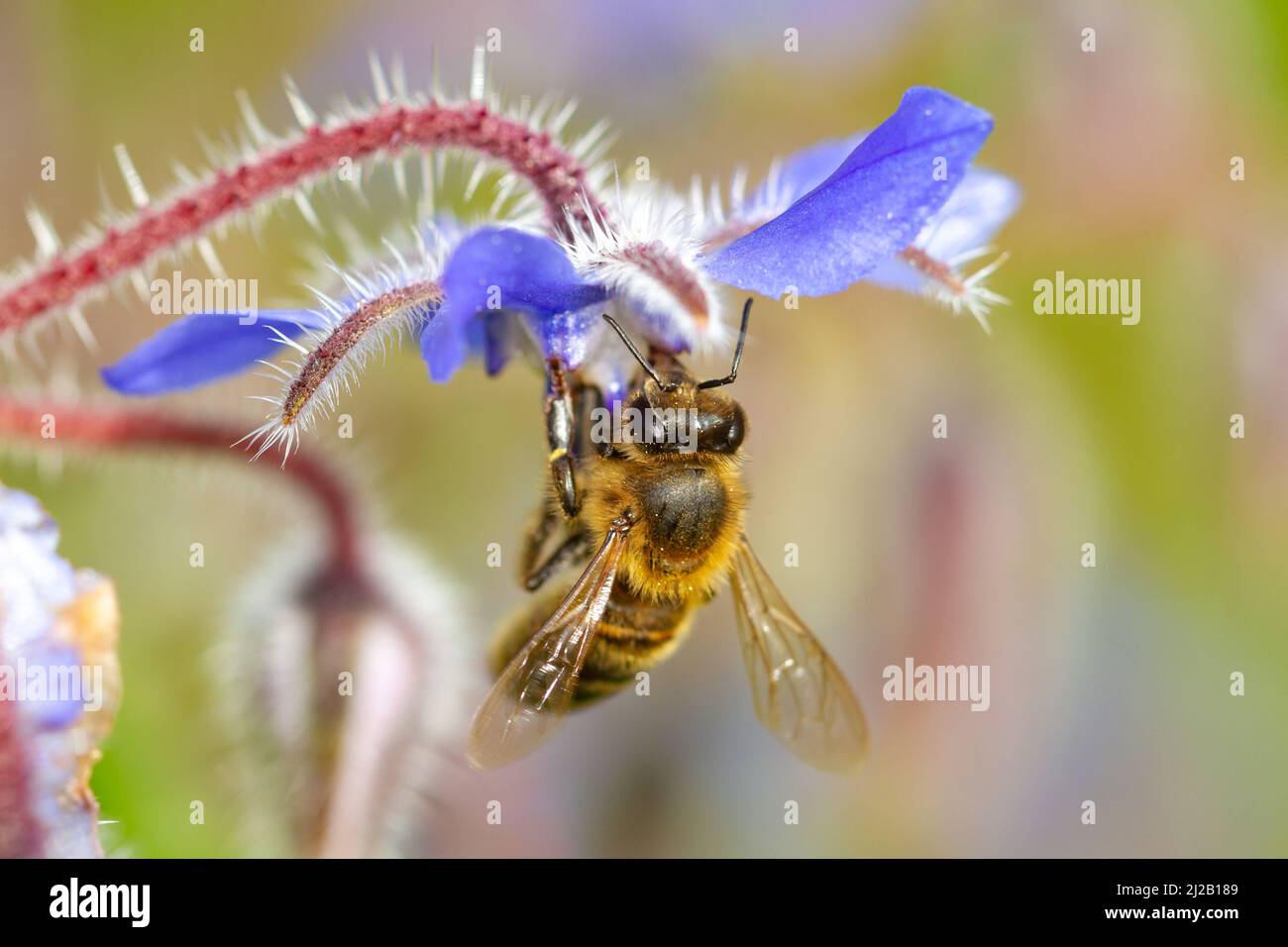 Western honey bee (Apis mellifera) taking pollen on Borago flower ...