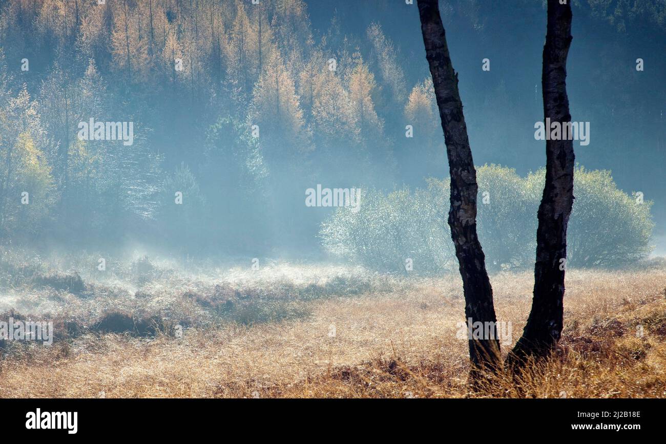 Mist and frost in late autumn Sherbrook Valley Cannock Chase Country ...