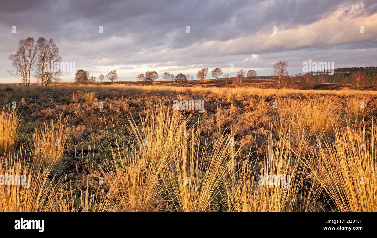 Scrubland in Late Summer Cannock Chase Country Park AONB (area of ...