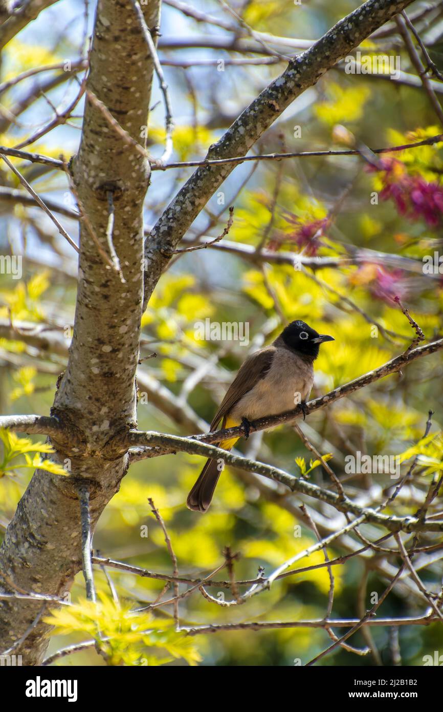 Bulbul flower hi-res stock photography and images - Alamy