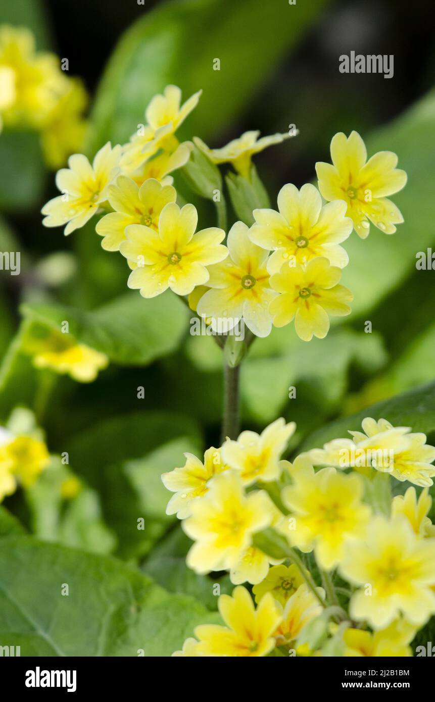 Beautiful yellow primrose flowers with green leaves Stock Photo - Alamy