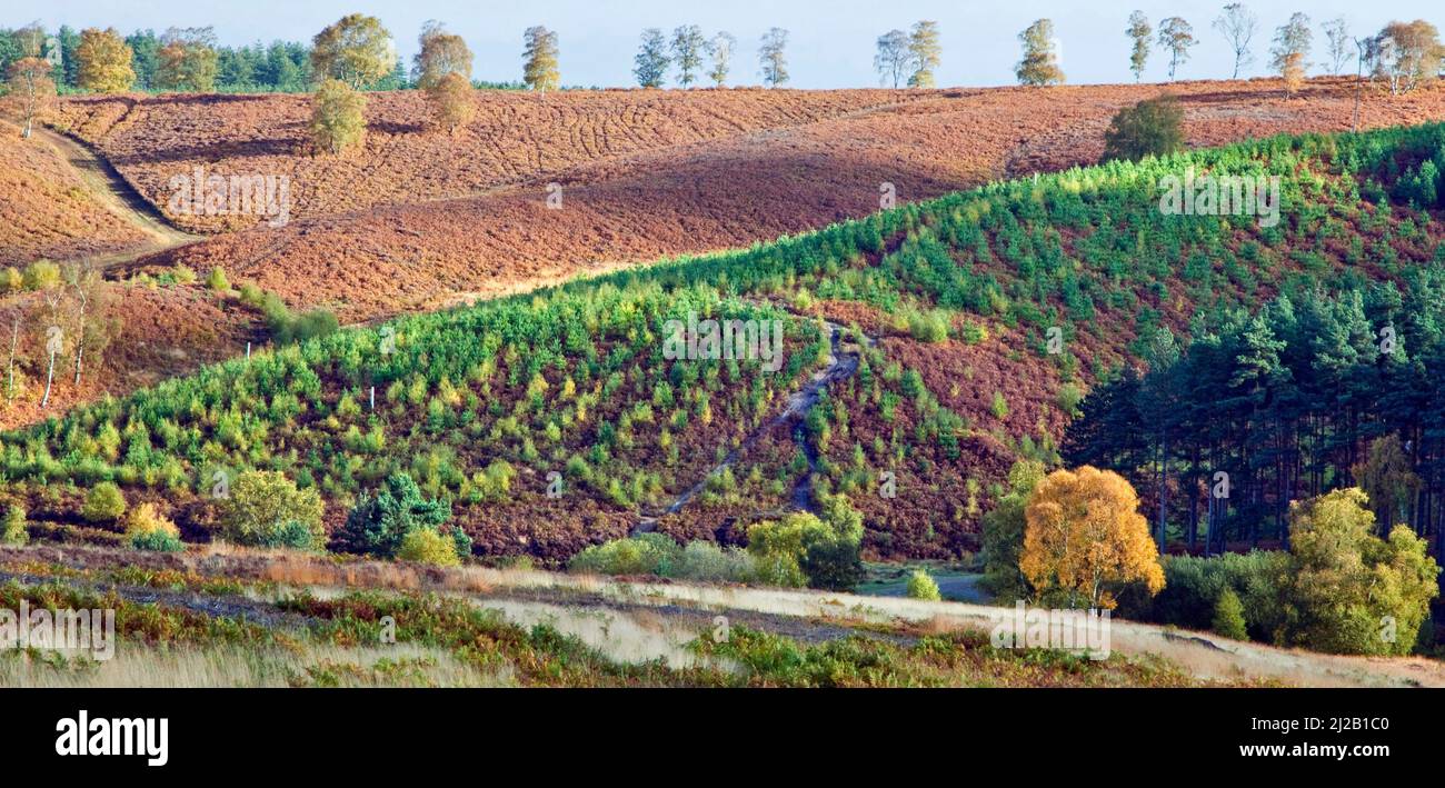 Heathland Hills in autumn colour on Cannock Chase Country Park AONB ...