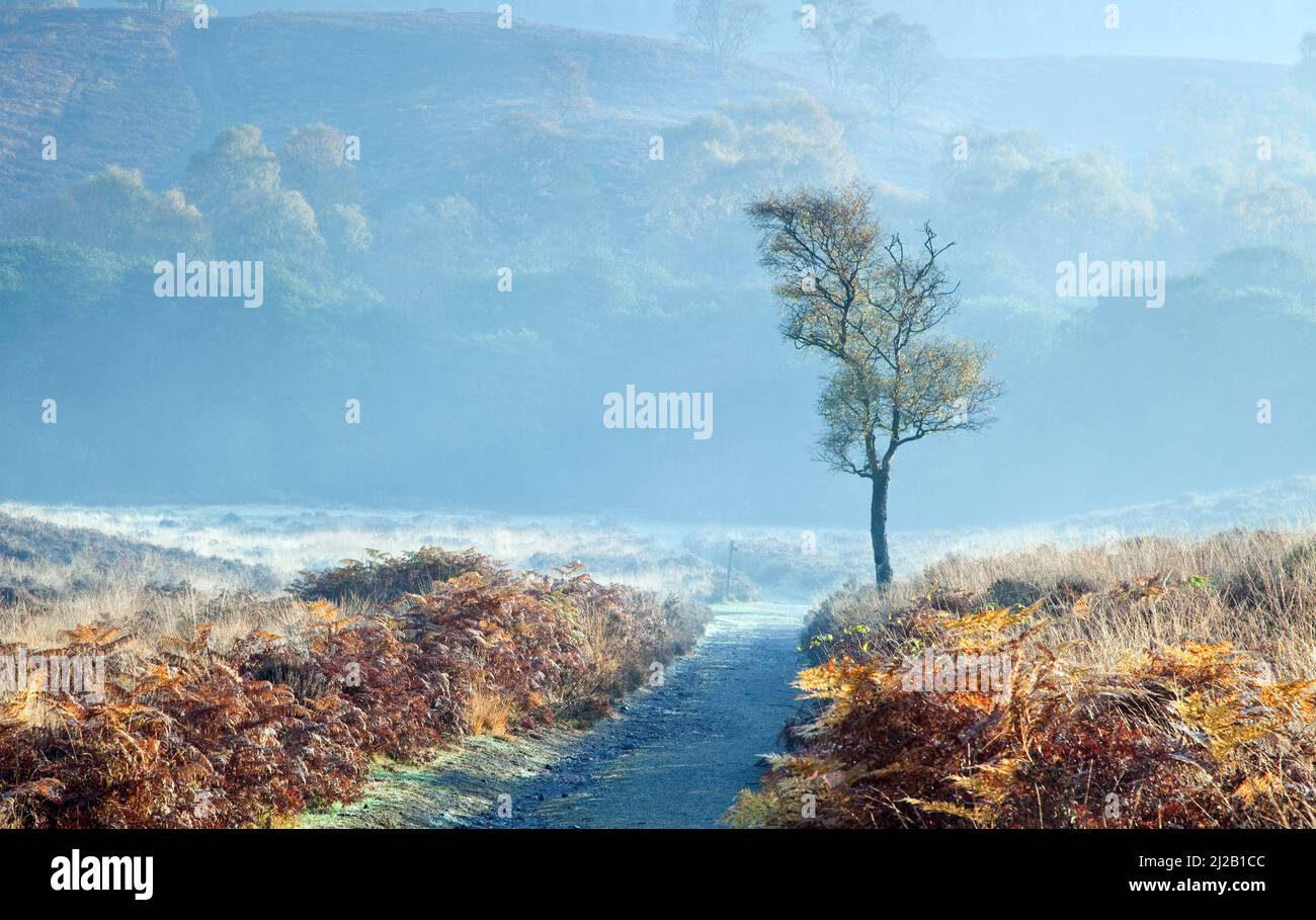 autumn colour on Cannock Chase Country Park AONB (area of outstanding ...