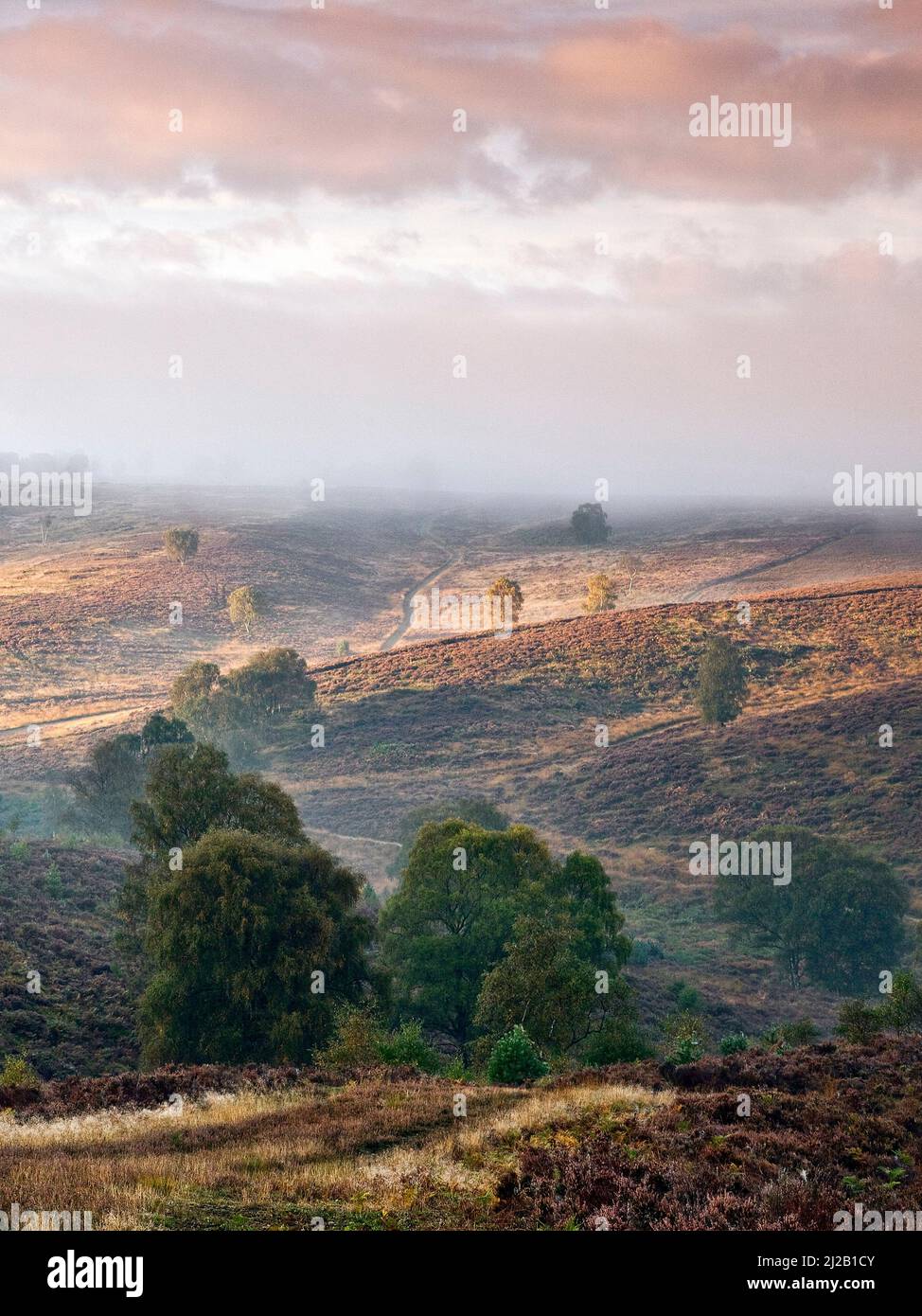 Misty heathland hills of Country Park Cannock Chase Area of Outstanding ...