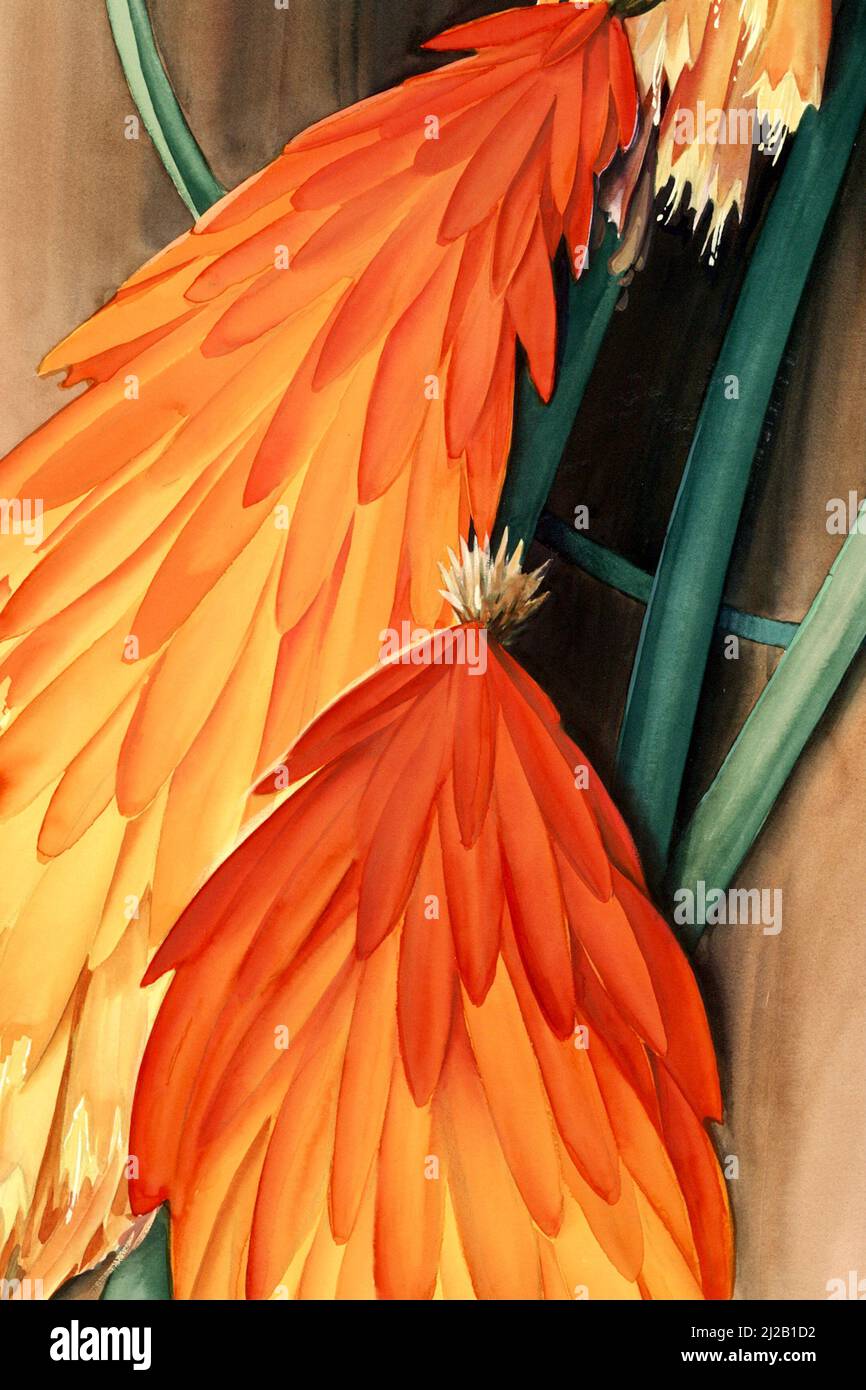 Leon carroll botanical art hi-res stock photography and images - Alamy