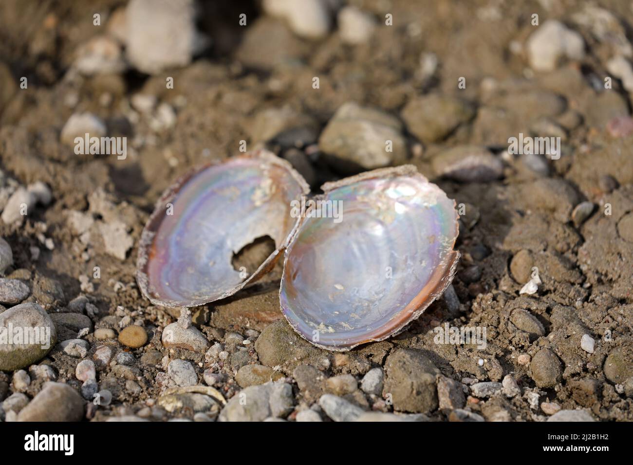 Freshwater clam mussel shell hi-res stock photography and images - Alamy