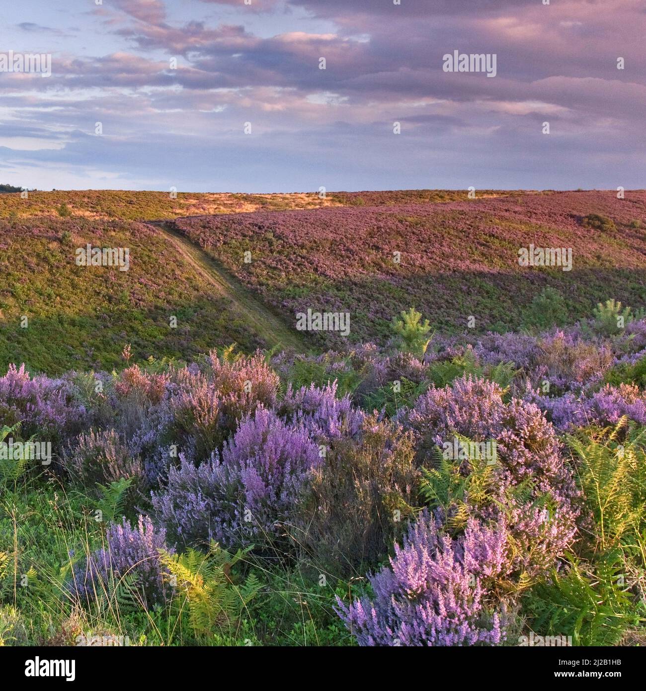 Heath and Hills in late summer Cannock Chase Country Park AONB (area of ...