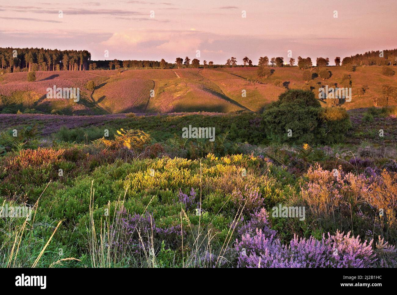 View to Cherrytree Slade Heathland Hills and Forest in late summer ...