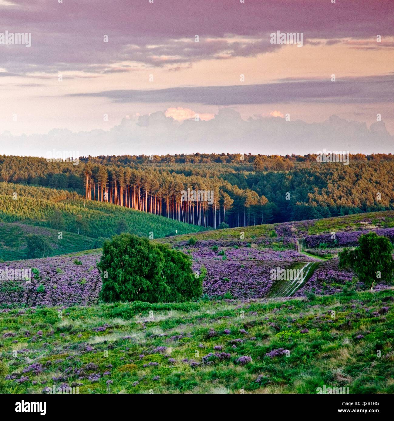 Heathland Hills and Forest in late summer Cannock Chase Country Park ...