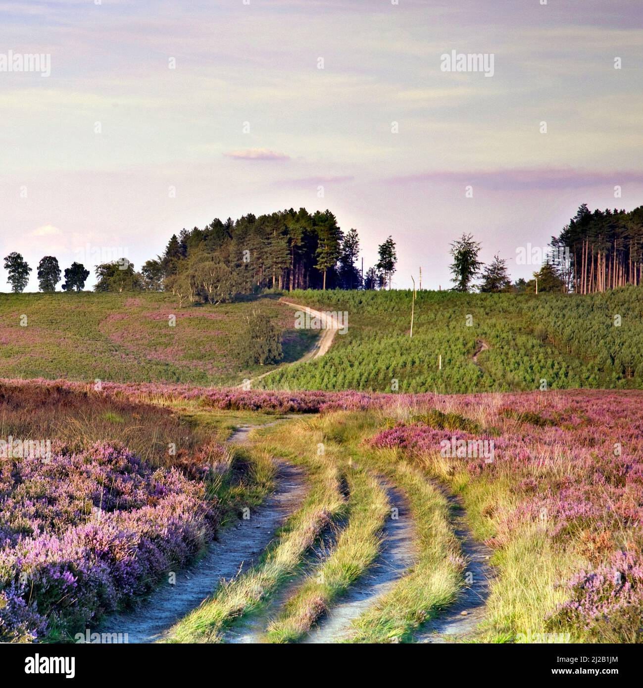 Winding paths across in late summer Cannock Chase Country Park AONB ...