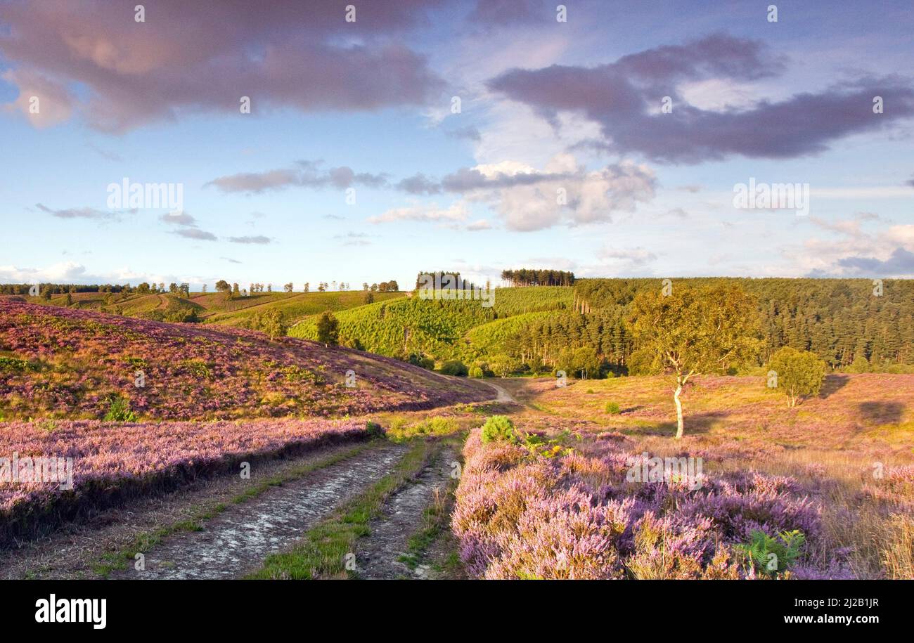Path across Heathland down into Sherbrook Valley in summer Cannock ...