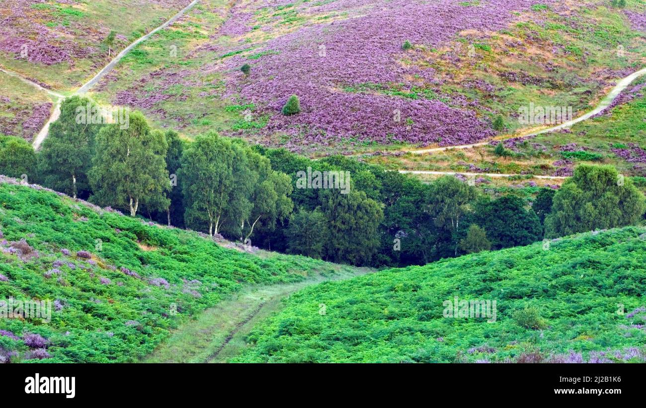 Hillside path down into Sherbrook Valley heather in bloom, summer ...