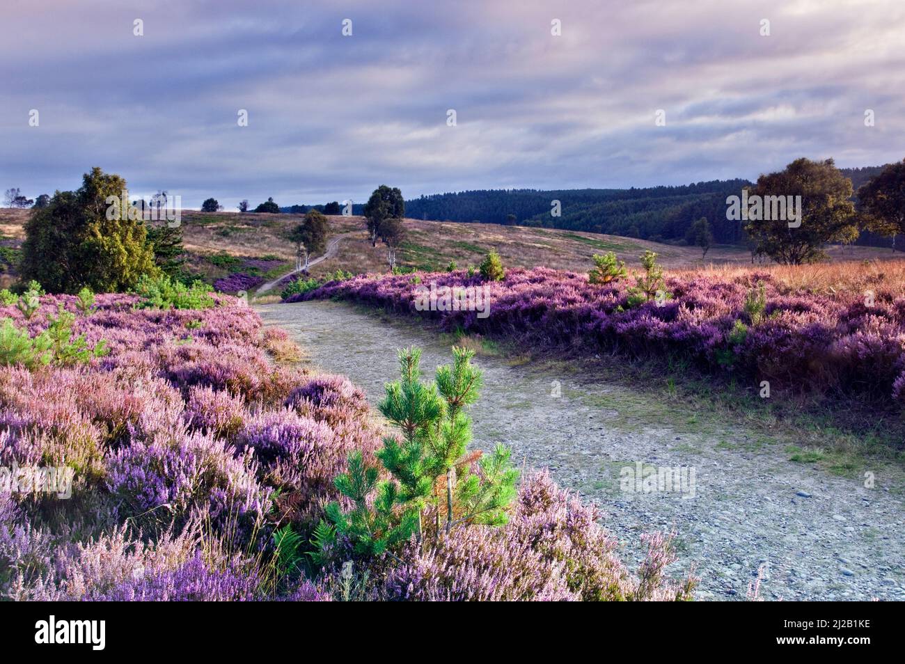 Beautiful light falls across heather in bloom, Heathland path in summer ...