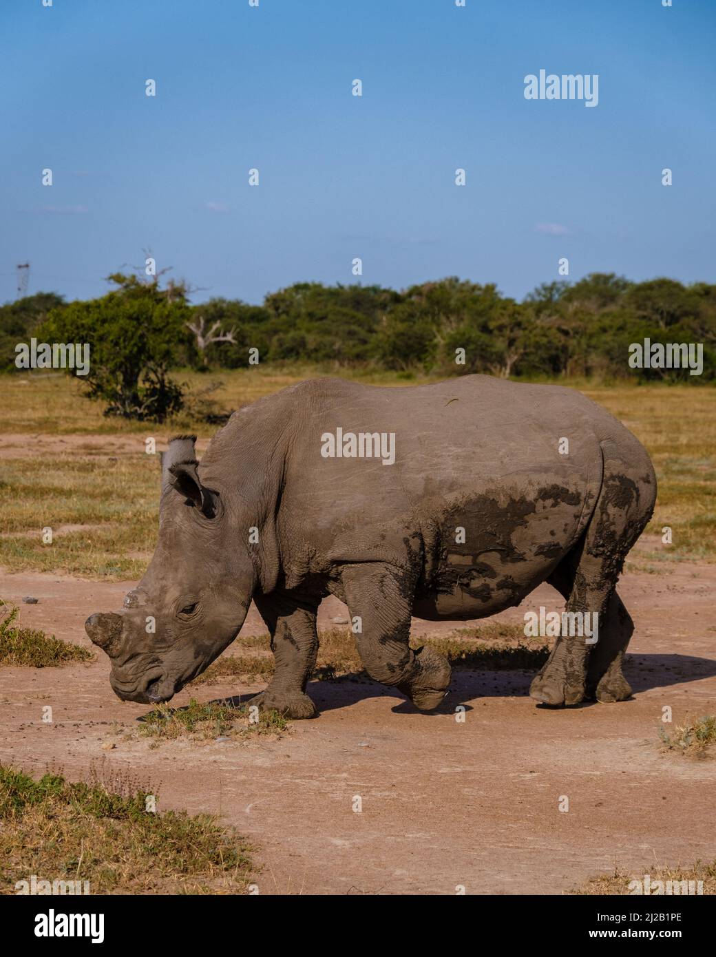 White rhino in the bush of Family of the Blue Canyon Conservancy in ...