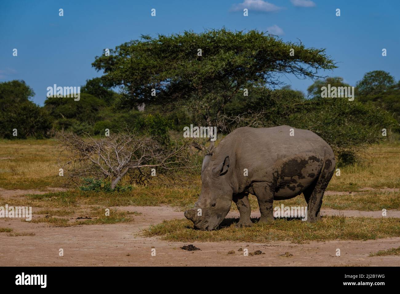 White rhino in the bush of Family of the Blue Canyon Conservancy in ...