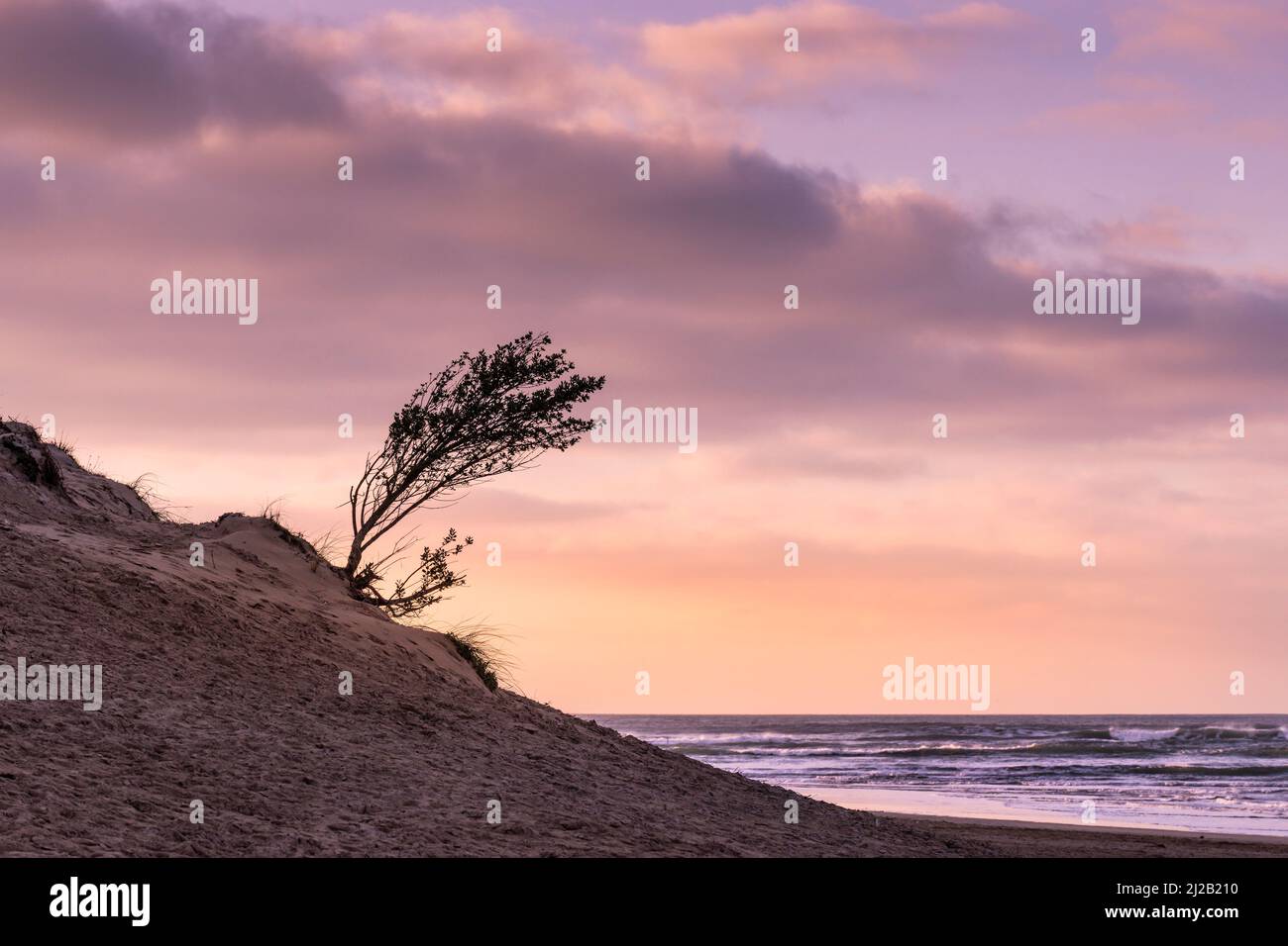 Evening light over a small windblown tree growing on a sand dune on ...