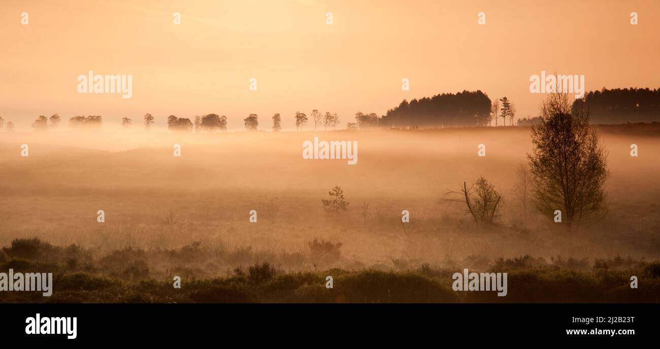 Scrubland in Late Summer Cannock Chase Country Park AONB (area of ...