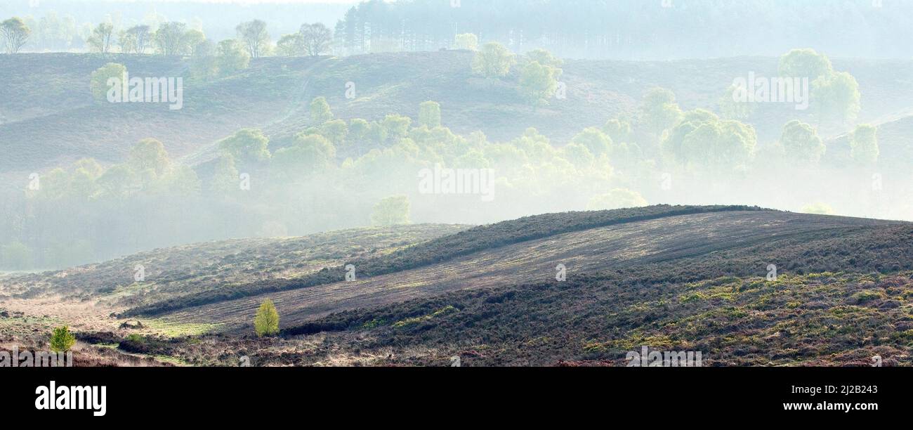 Misty morning in spring over Sherbrook Valley Cannock Chase Country ...