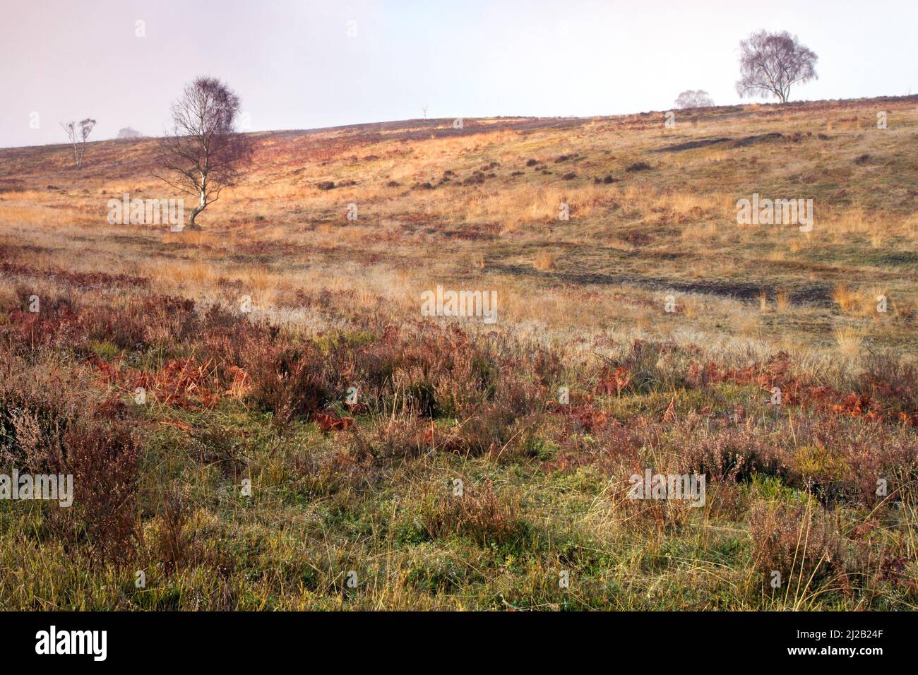 Scrubland in Late Summer Cannock Chase Country Park AONB (area of ...