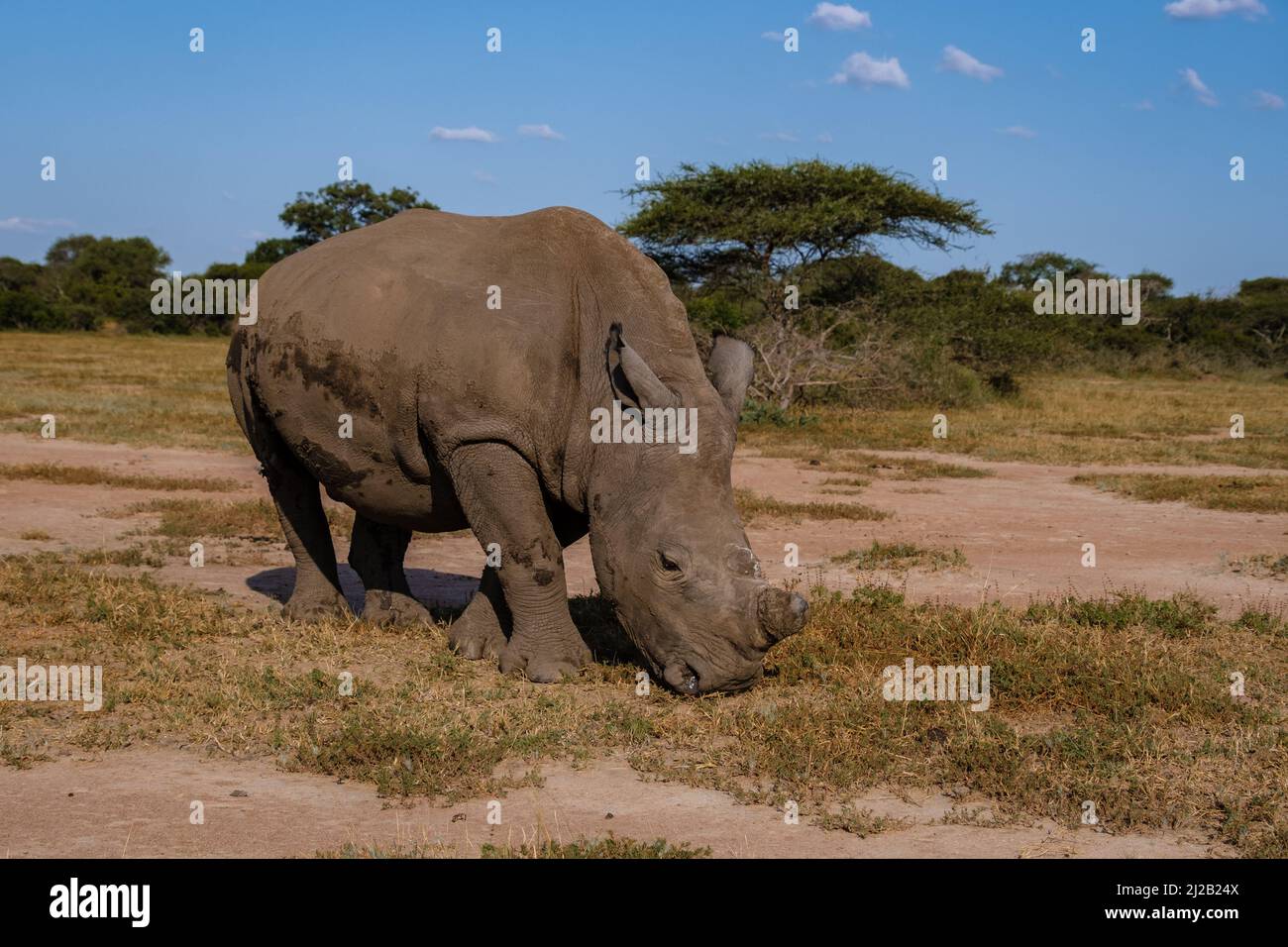 White rhino in the bush of Family of the Blue Canyon Conservancy in ...