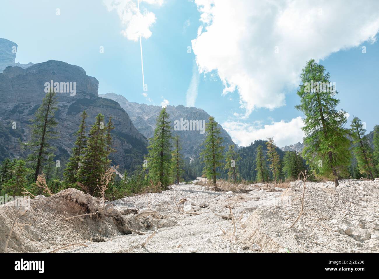Pines and rocks in the National Park . Tall conifer growing in the ...