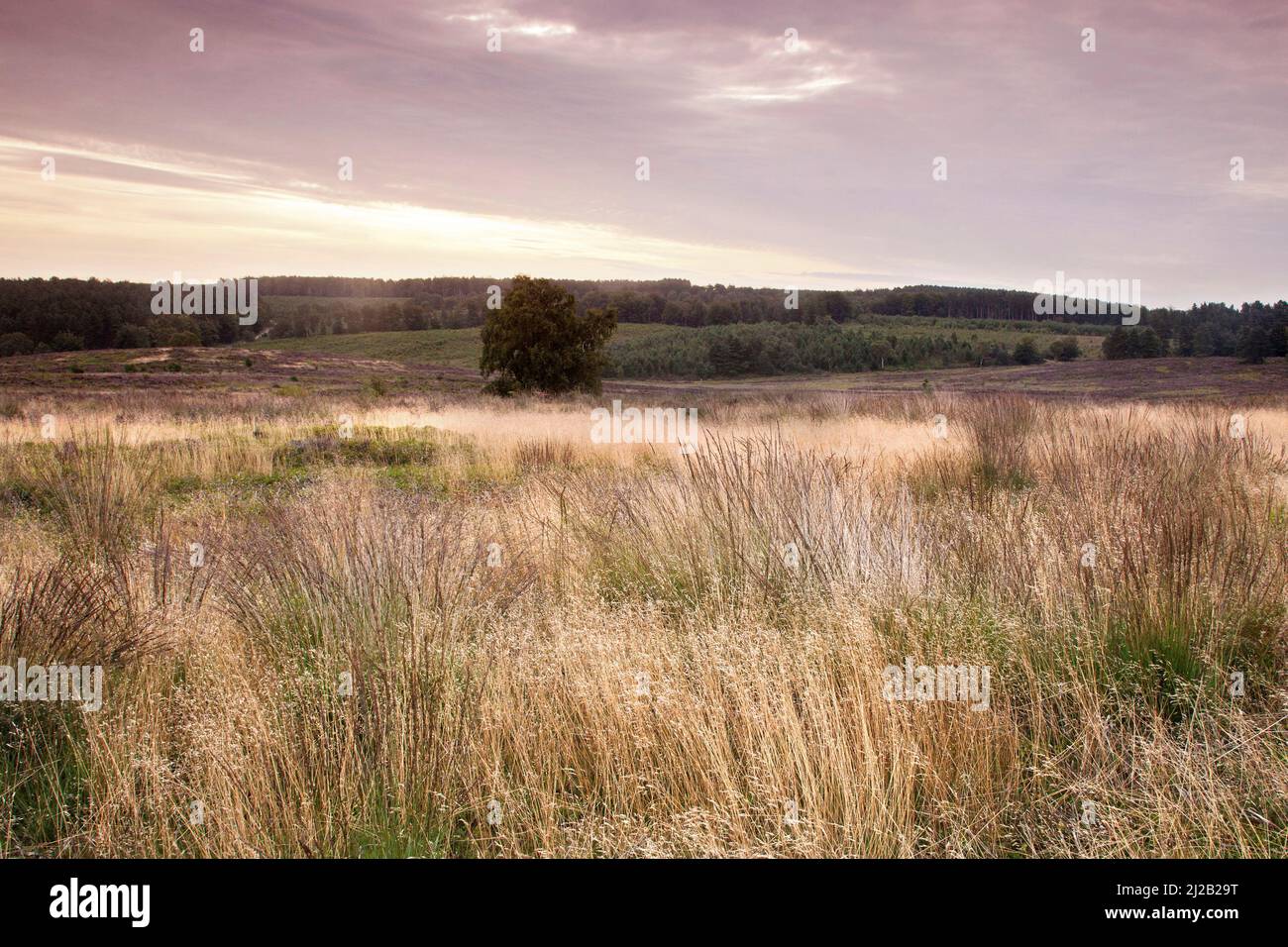Forest heather and grass Heathland under a beautiful dawn sky Cannock ...