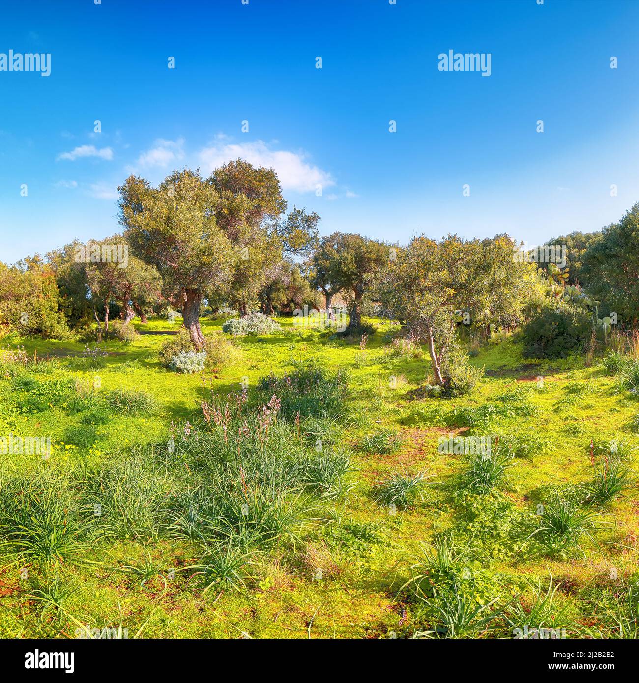 Blooming olive garden at Cape Milazzo during daytime. Location: Sicily ...