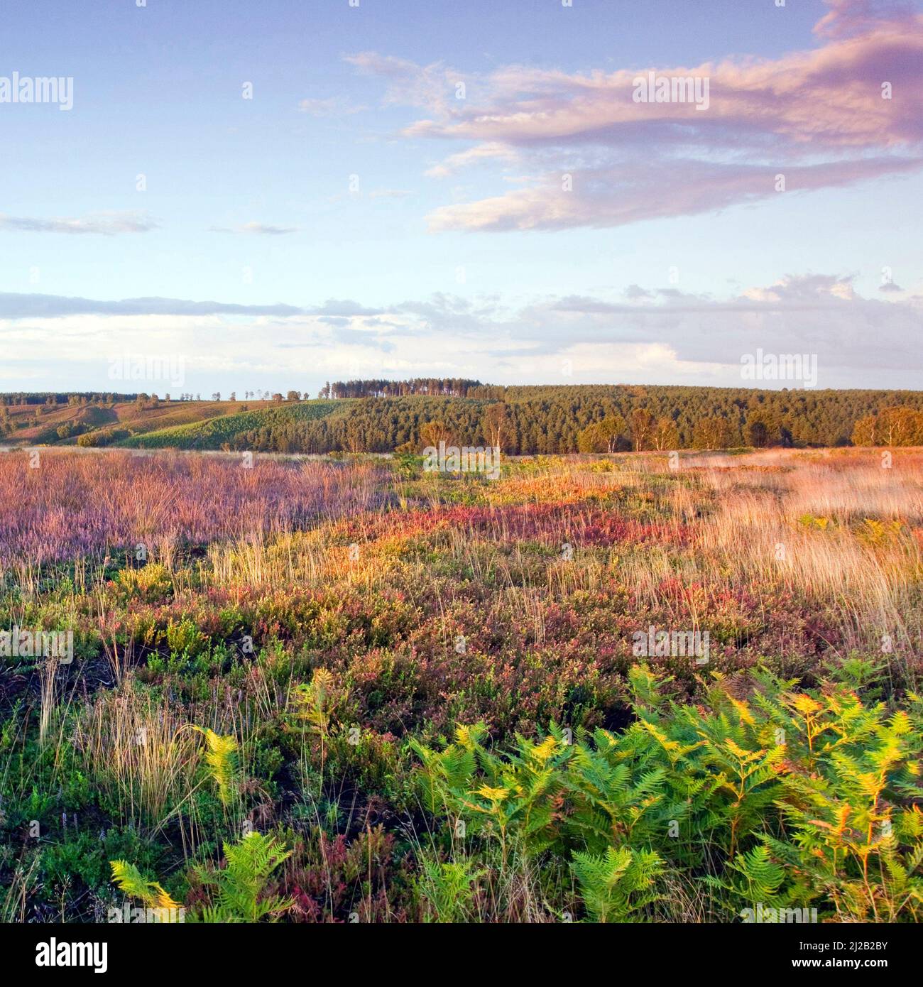 Scrubland in Late Summer Cannock Chase Country Park AONB (area of ...