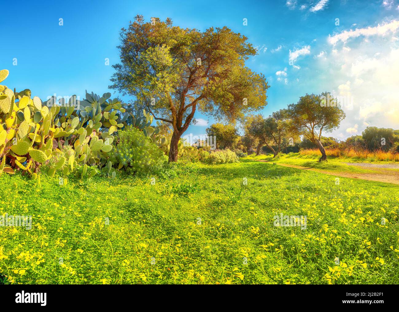 Fabulous view on blooming olive garden at Cape Milazzo during daytime ...