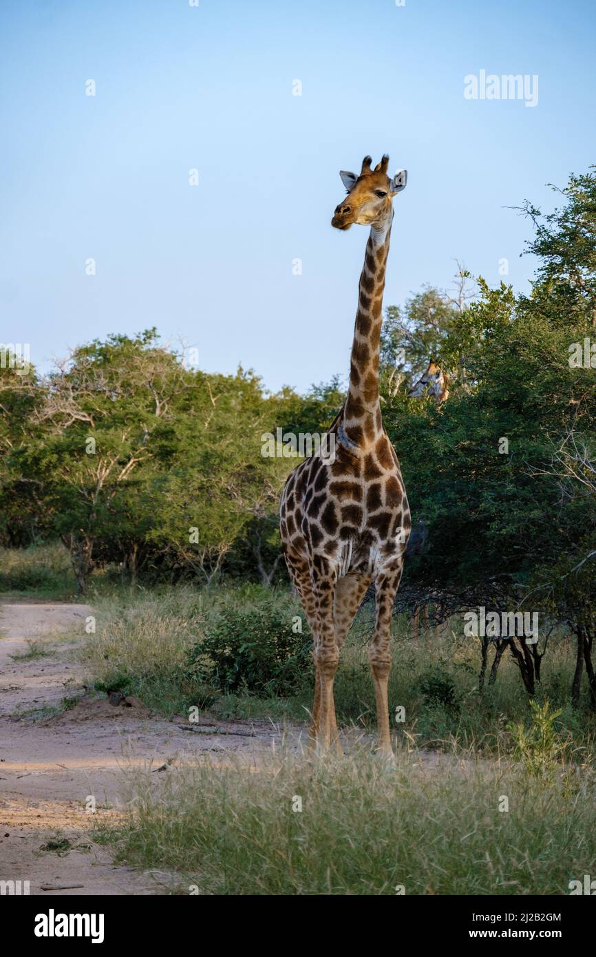 Giraffe in South Africa with blue sky in the bush of Kruger National ...