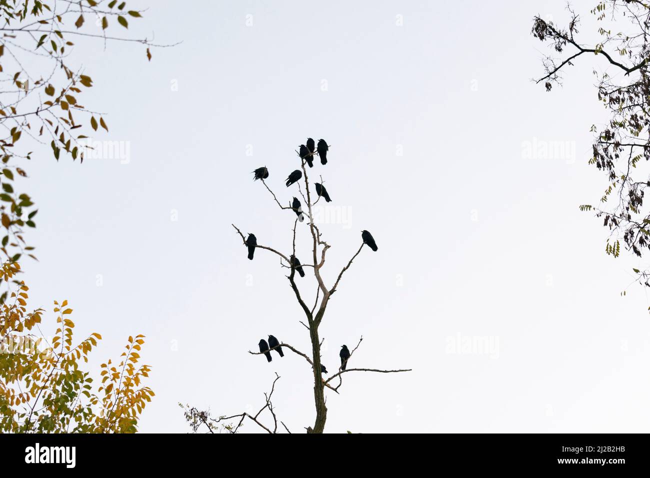 Black crows sit on the branches of a dry tree against the sky Stock ...