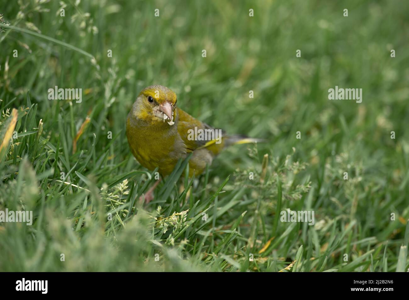 Uk greenfinch summer hi-res stock photography and images - Alamy