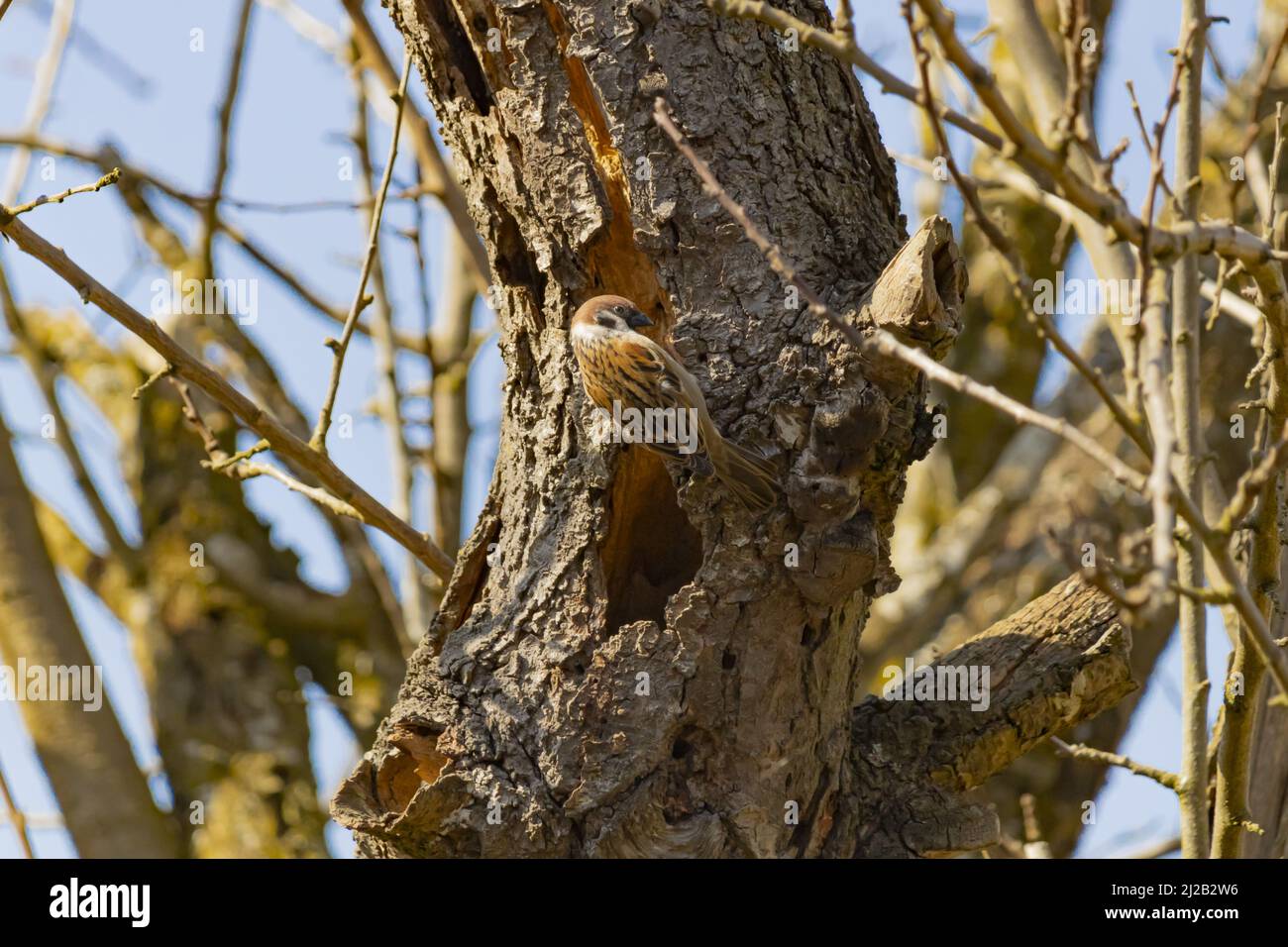 A low angle shot of a sparrow perched on a tree Stock Photo - Alamy