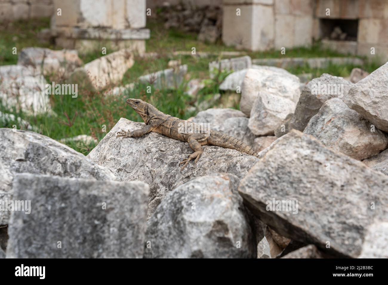 Lizard or iguana at Uxmal temple complex in Yucatan, Mexico, horizontal ...