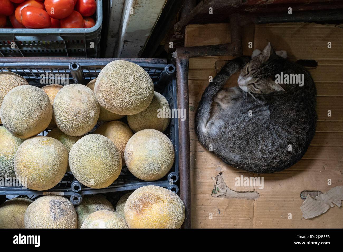 Top down view of a group of melons and a cat laying on cardboard at the ...