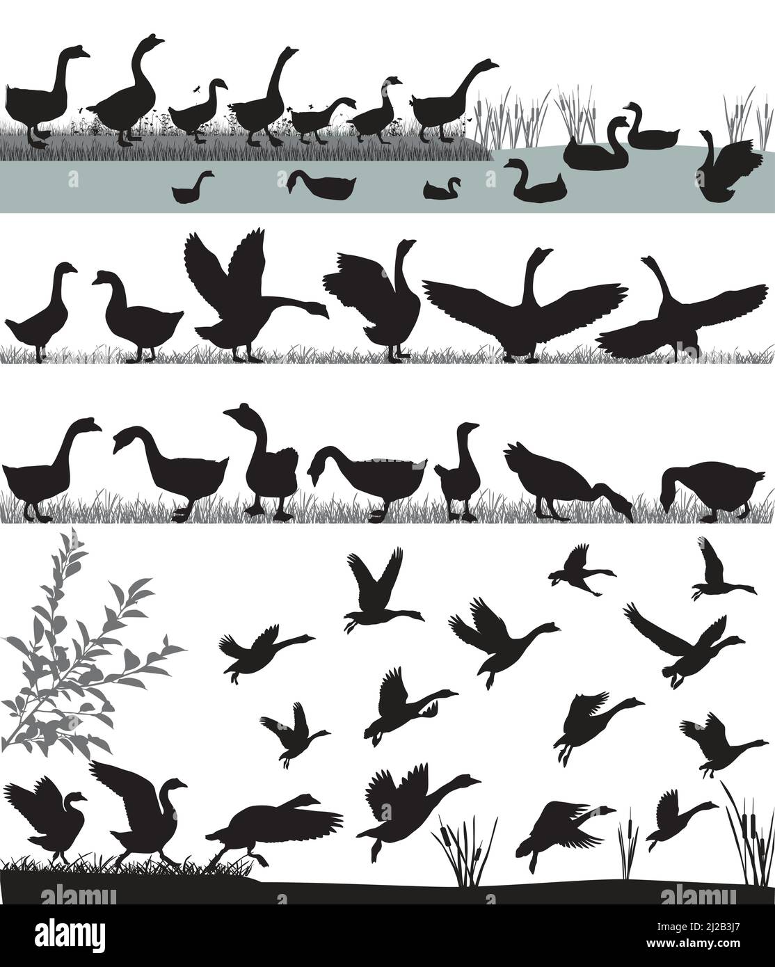 Silhouettes of geese flying and floating on water Stock Vector Image ...