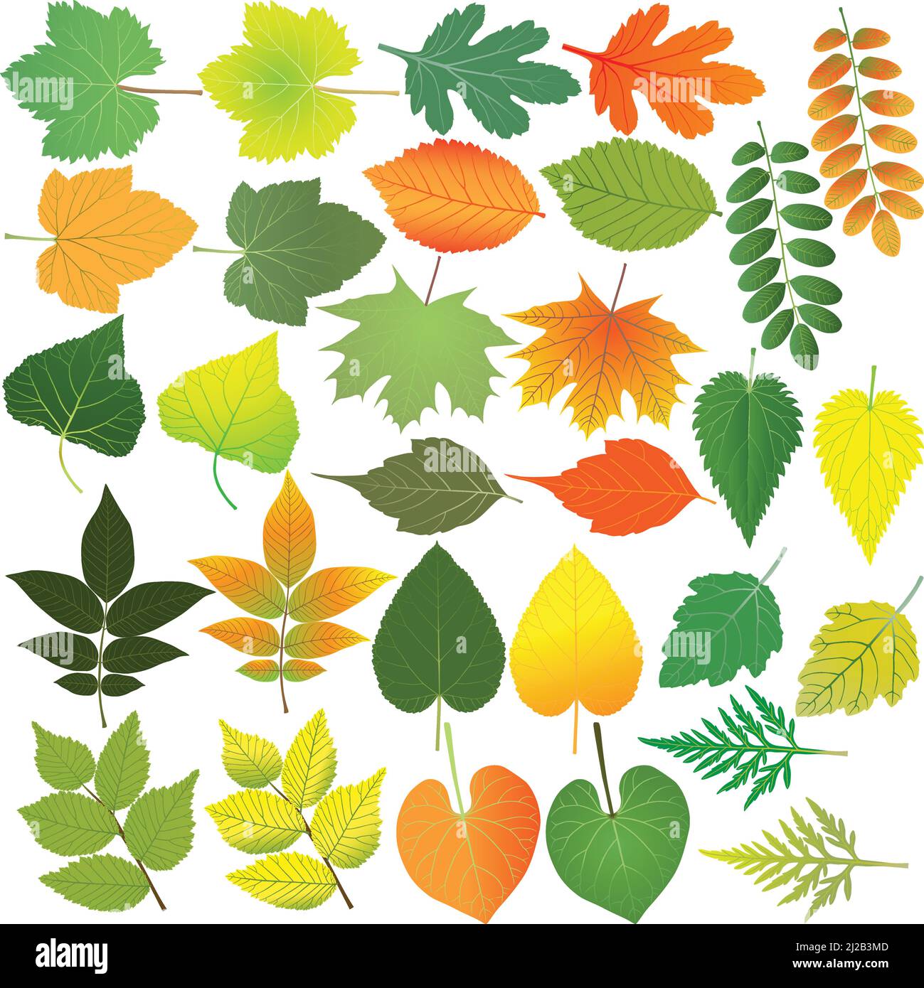 Collection of foliage in colour image: maple, poplar, walnut, linden ...