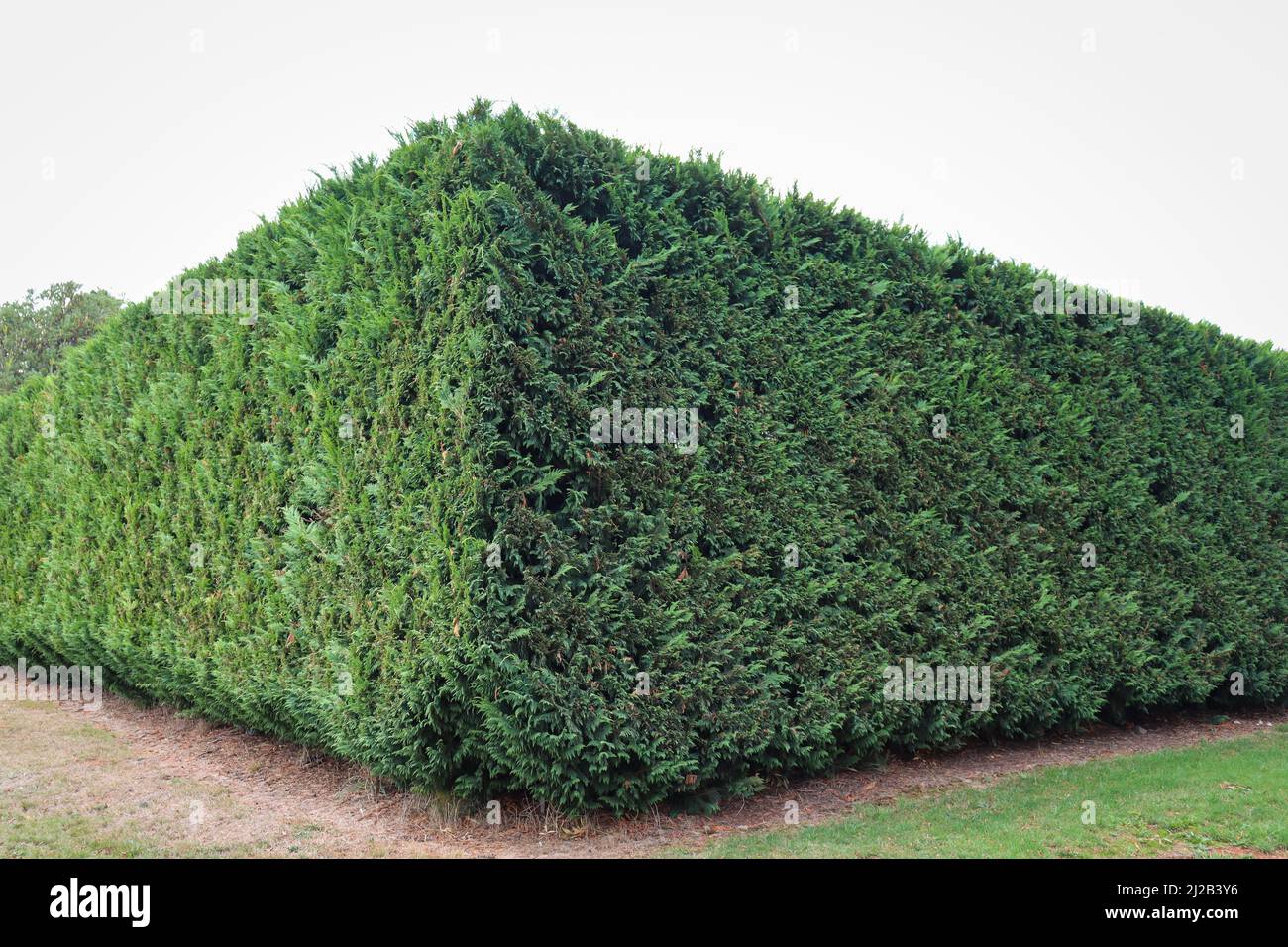 A beautiful trimmed angular green hedge Stock Photo - Alamy