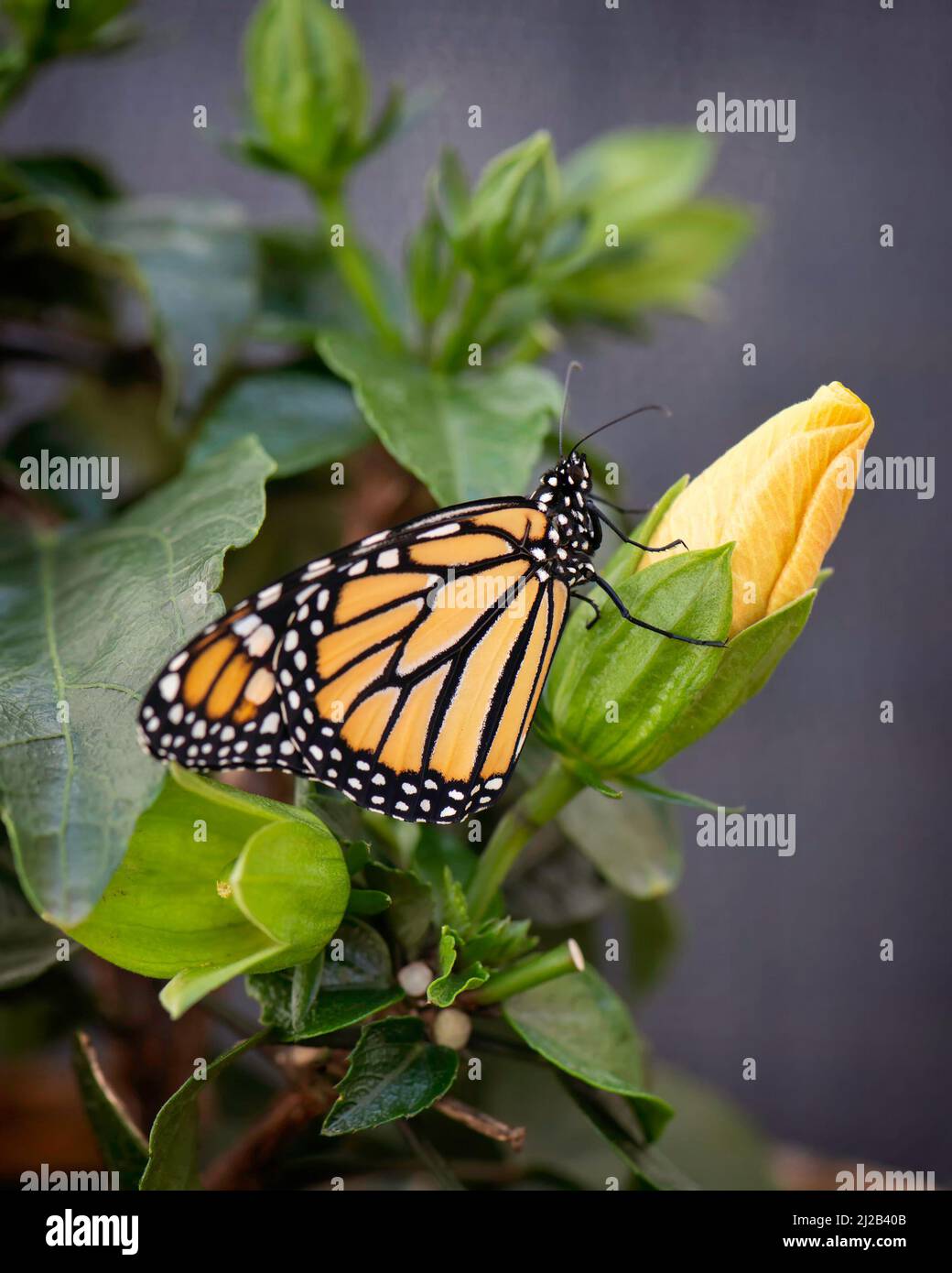 Canada buterfly hi-res stock photography and images - Alamy
