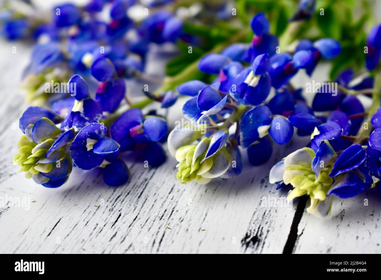 Close up texas bluebonnets flowers hi-res stock photography and images ...