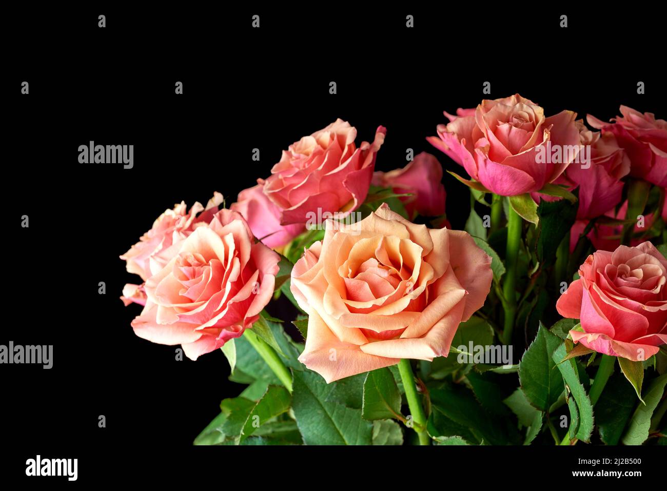 Real rose flower hi-res stock photography and images - Alamy